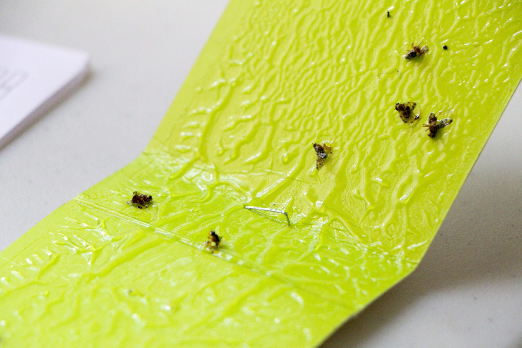 Destacan México, EU y Guatemala éxito del Programa contra la mosca del ...