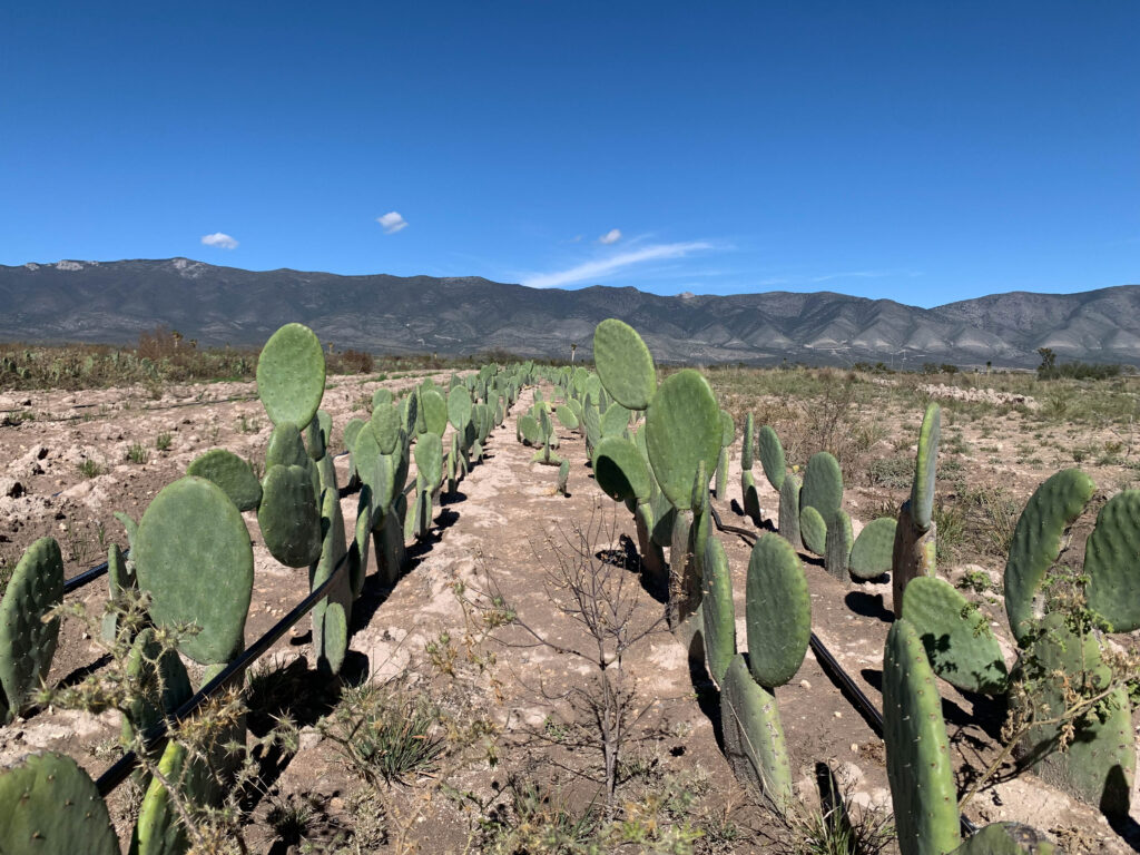 Nopal forrajero, un súper alimento para el ganado – Periódico Mi Tierra