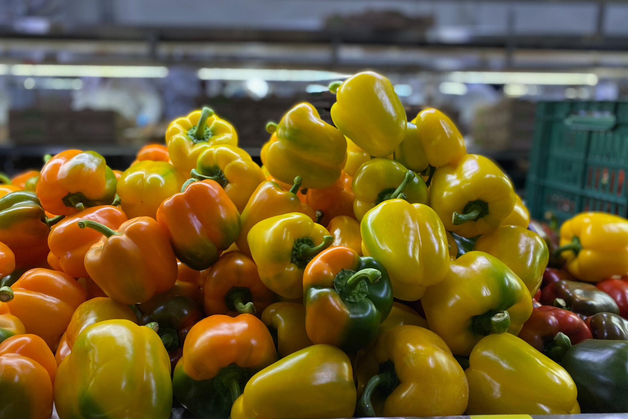 Japón abre mercado al pimiento morrón de Guanajuato – Periódico Mi Tierra